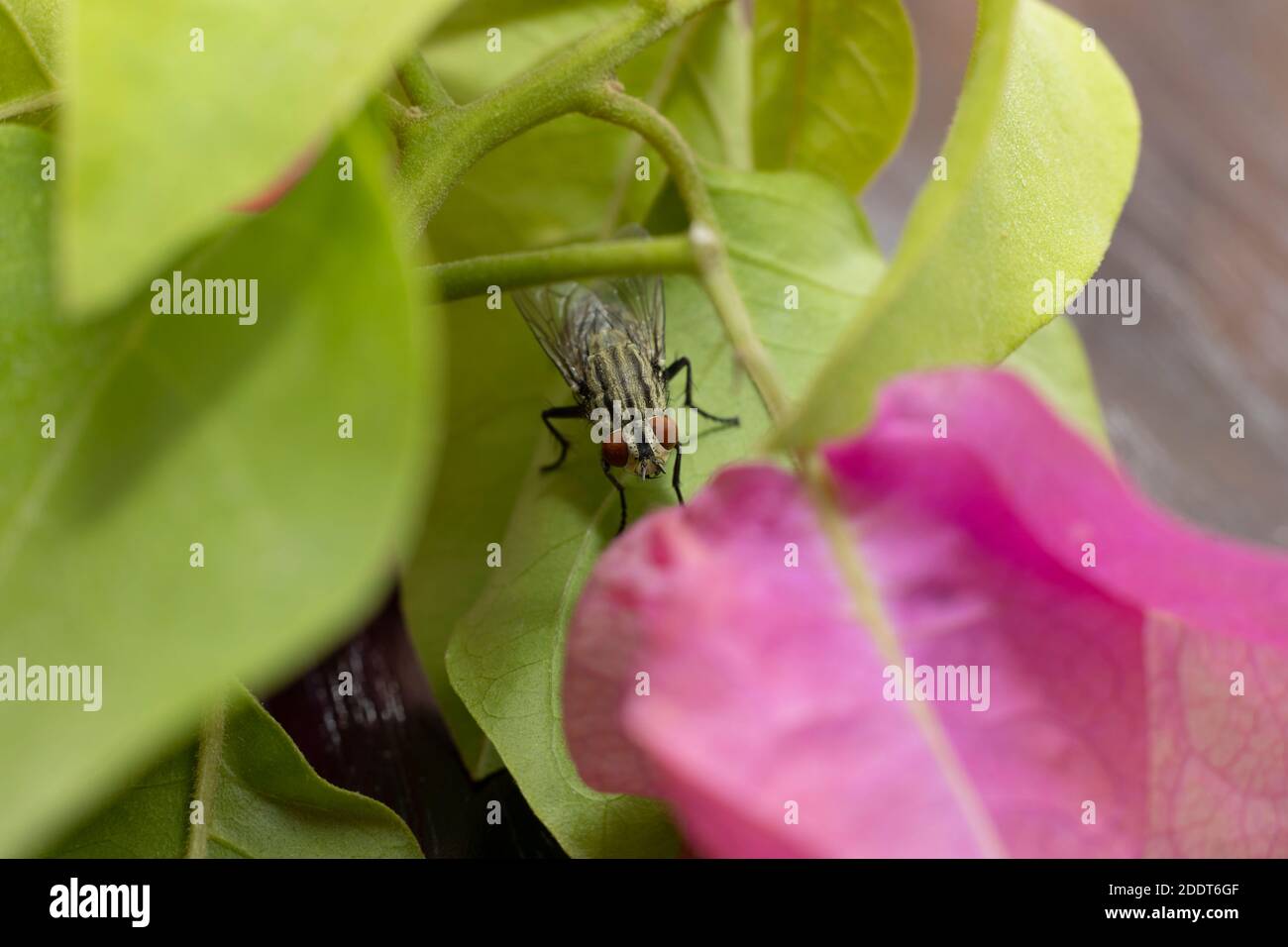 Large flying insect hi-res stock photography and images - Alamy
