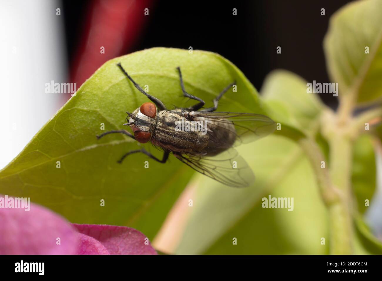Insects flying sunlight sunset hi-res stock photography and images - Alamy