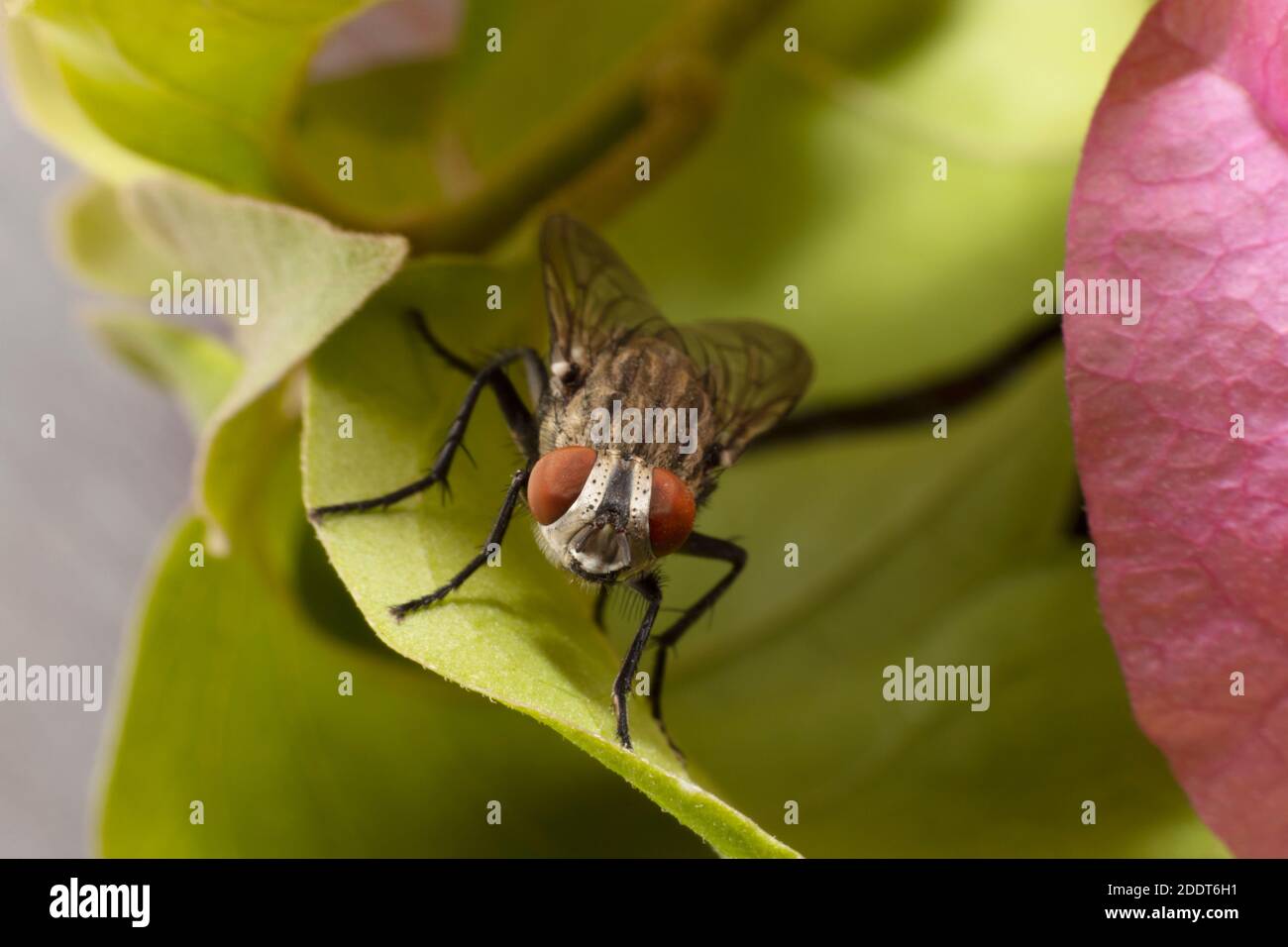 Large flying insect hi-res stock photography and images - Alamy