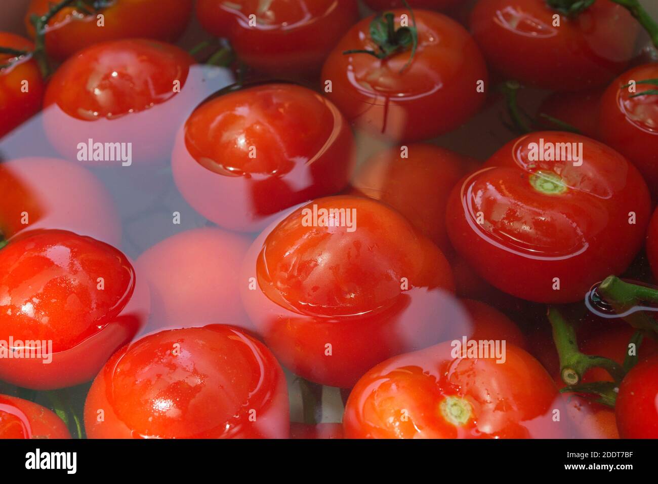 Washing tomatoes hi-res stock photography and images - Alamy