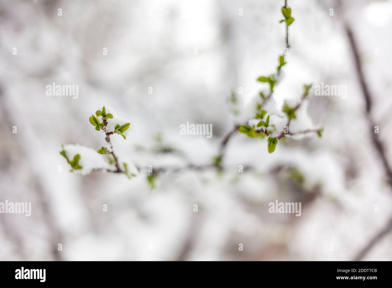 Green buds on branches hi-res stock photography and images - Alamy