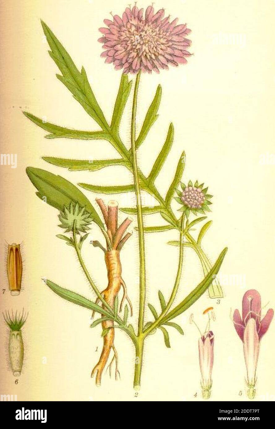 Knautia arvensis åkervädd Stock Photo - Alamy