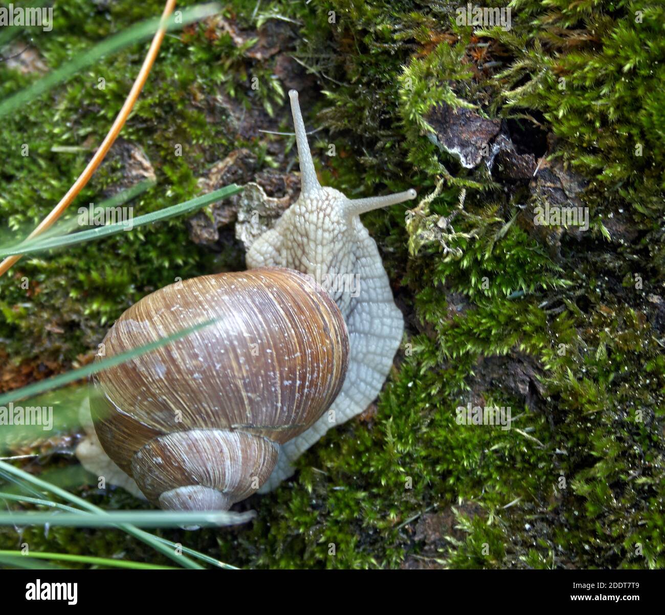 Roman snail escargot escargot snail hi-res stock photography and images ...