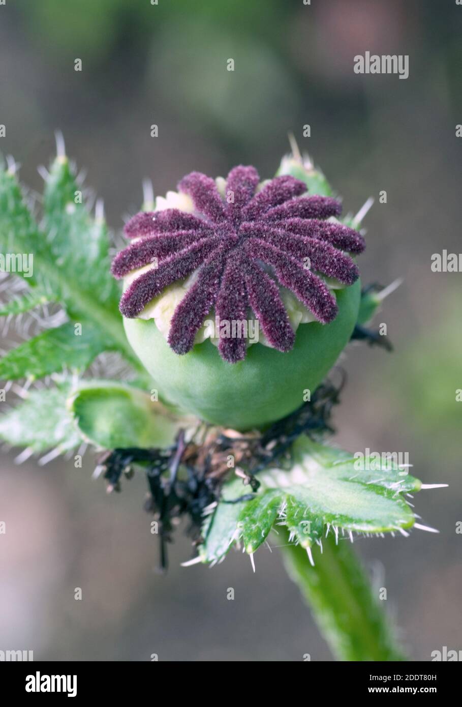 Single poppy seed head, papaver - orientale - oriental Stock Photo - Alamy