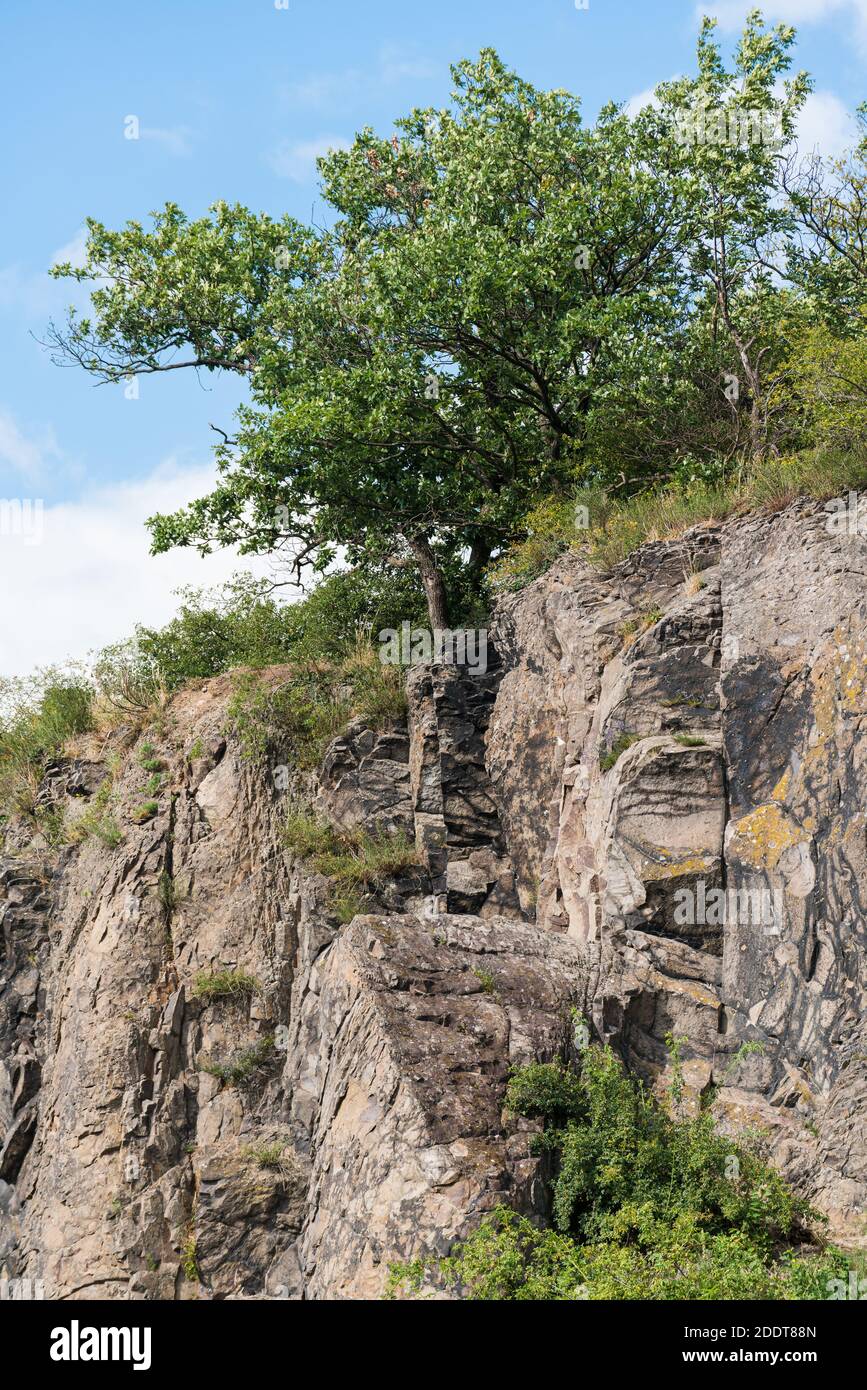 Trees on cliff face hi-res stock photography and images - Alamy