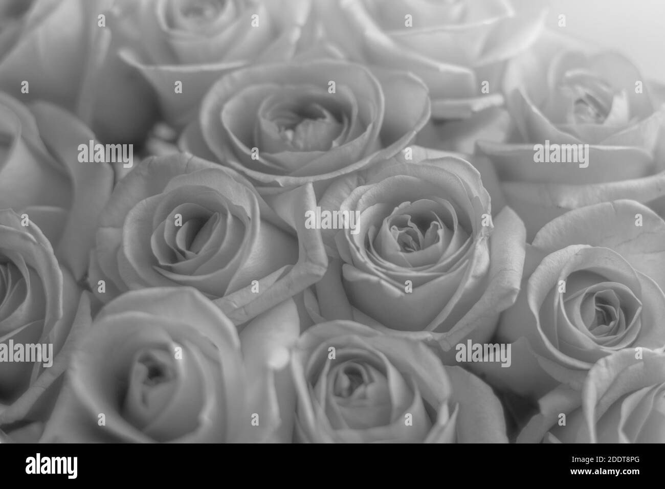 delicate roses black and white photo. A bouquet of flowers for ...