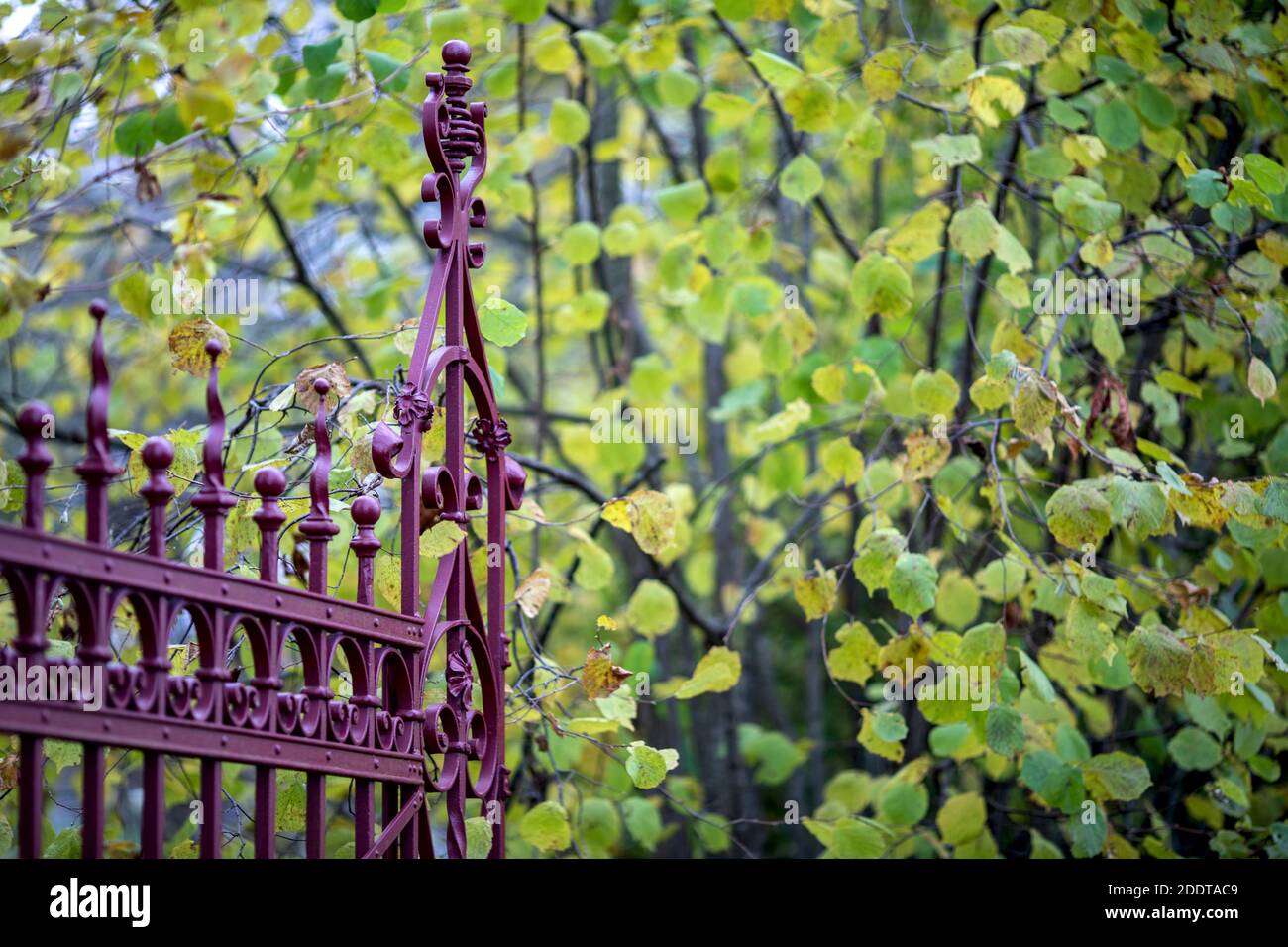 Burgundy painted wrought iron gate opens onto the garden Stock Photo ...
