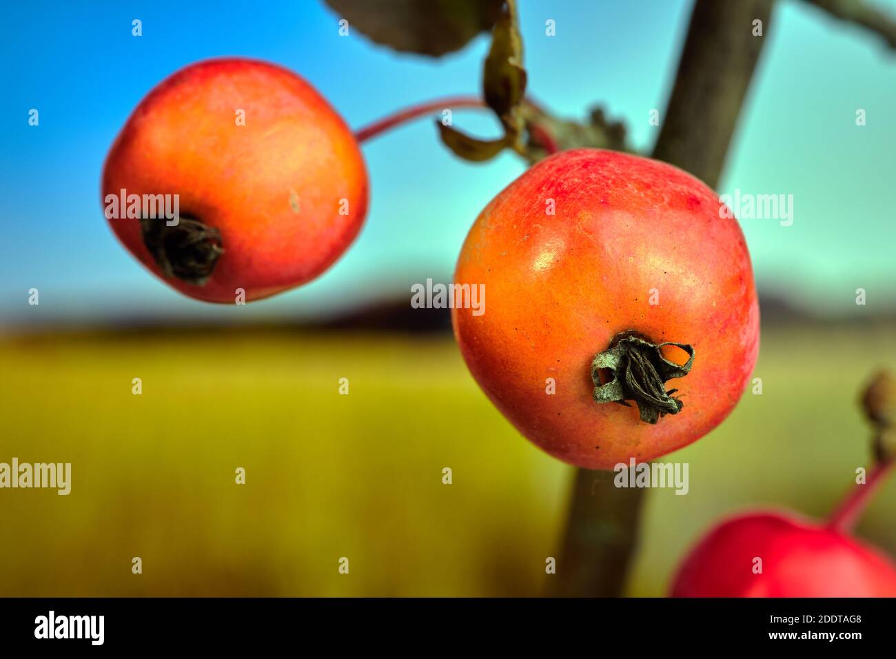 small, spherical fruit of paradise apple tree during autumn in Poland ...