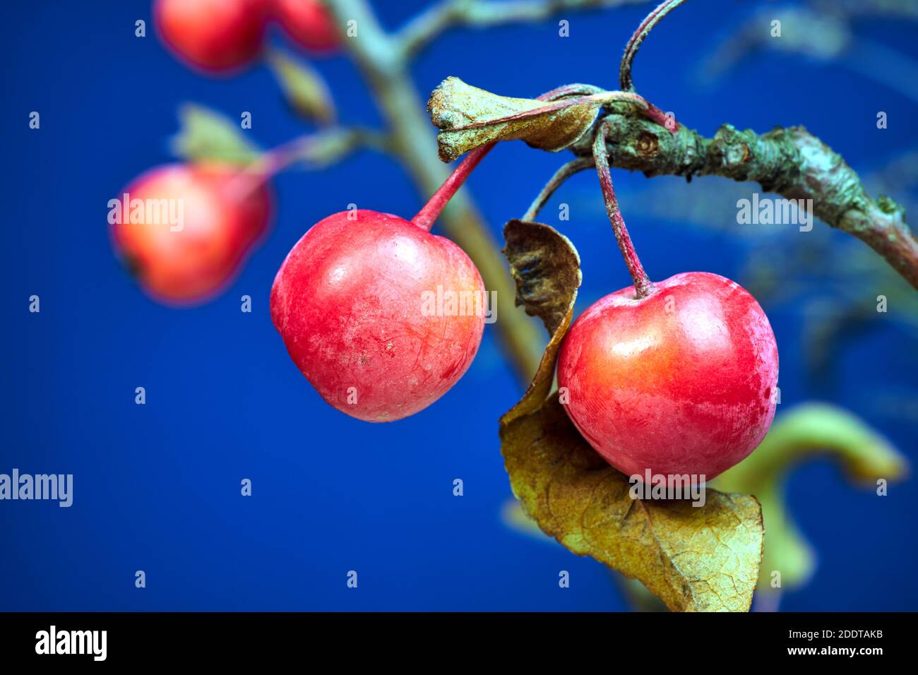 small, spherical fruit of paradise apple tree during autumn in Poland ...