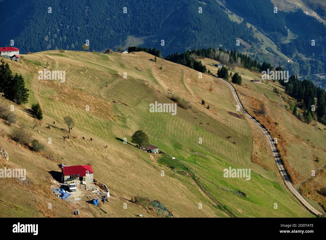 Autumn colors in the plateaus of Maçka district of trabzon province ...