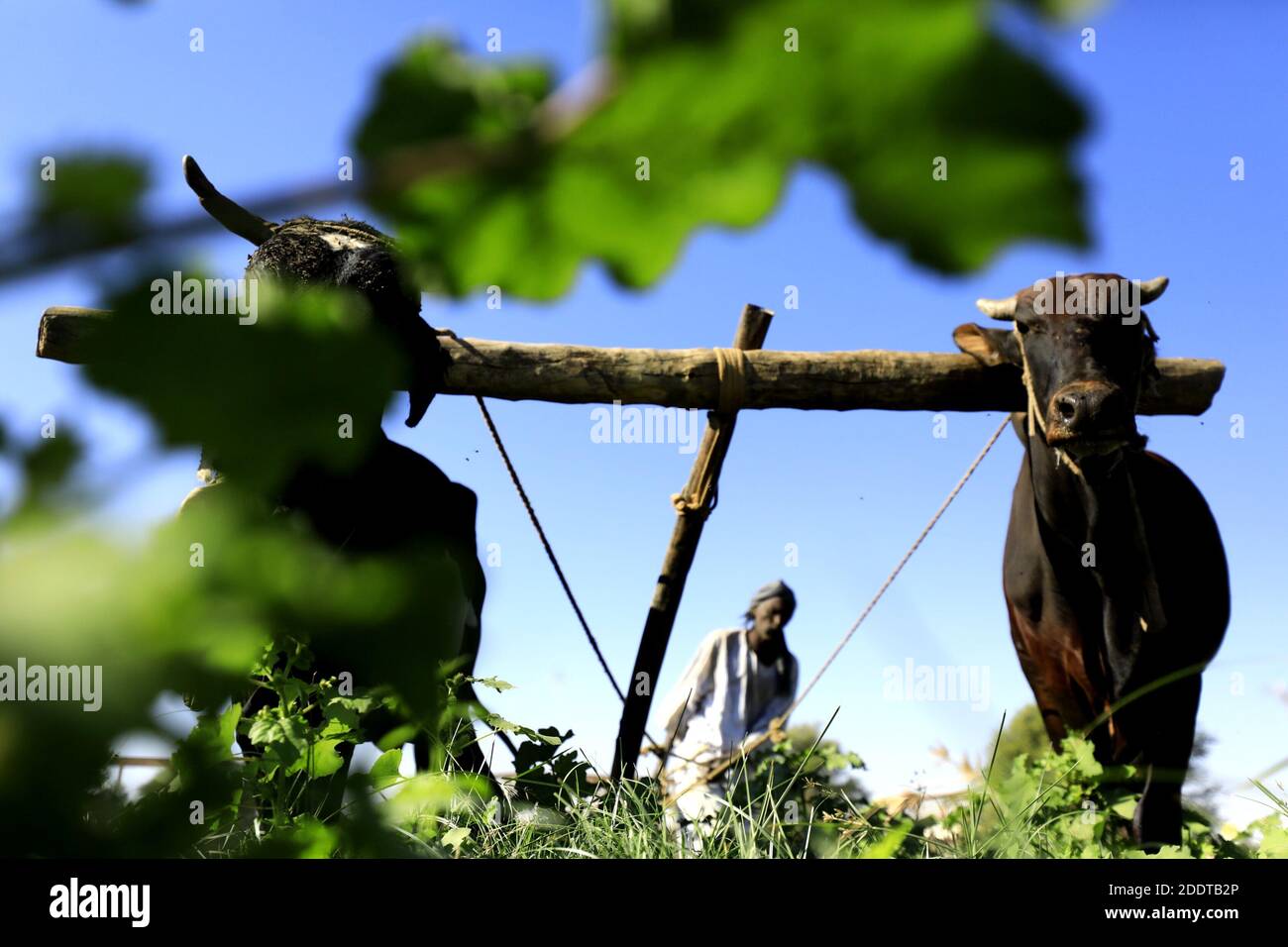 Khartoum, Sudan. 26th Nov, 2020. A farmer opens a furrow in the field ...