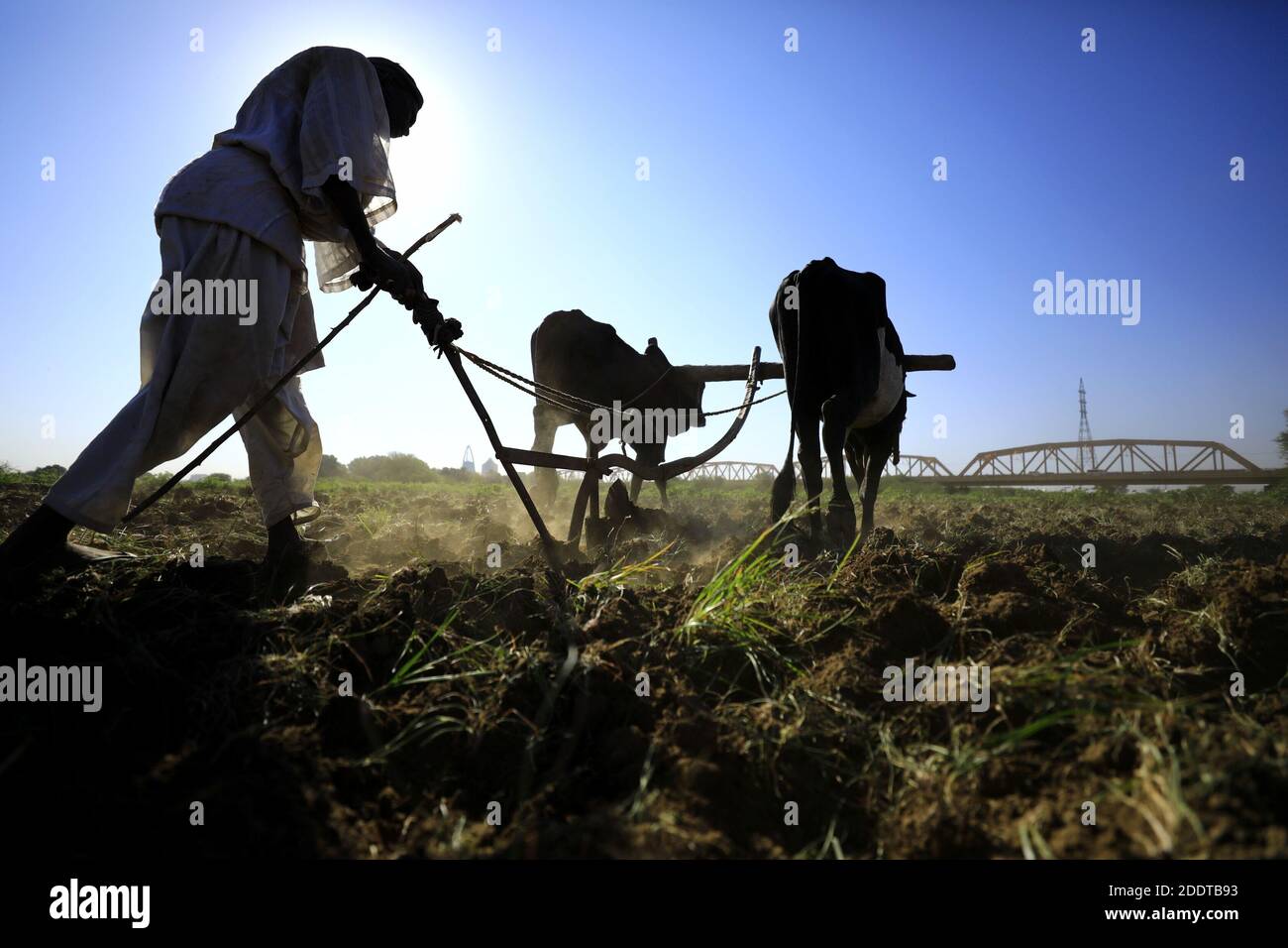 Khartoum, Sudan. 26th Nov, 2020. A farmer opens a furrow in the field ...