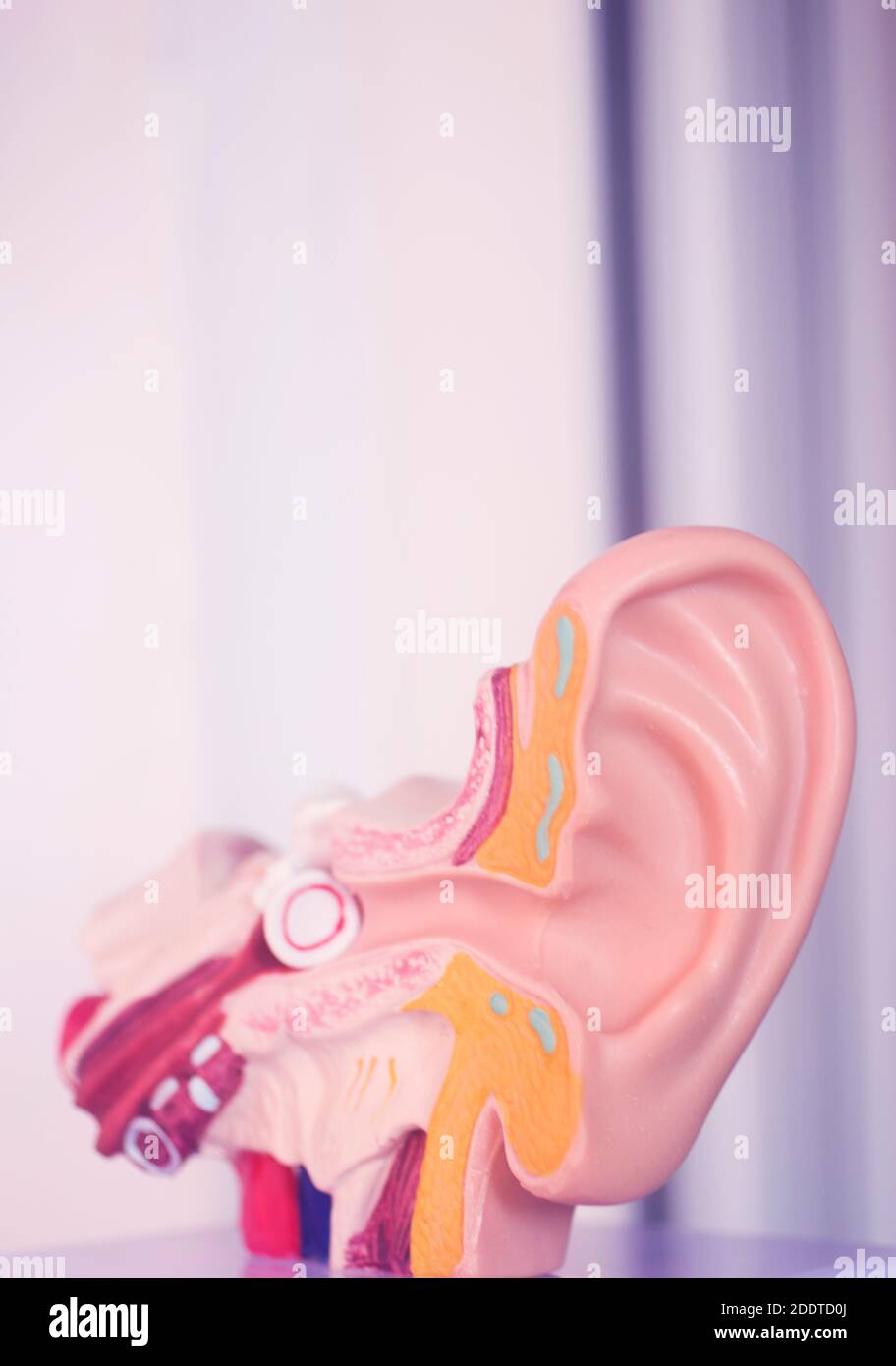 Hearing ear medical teaching model Stock Photo - Alamy