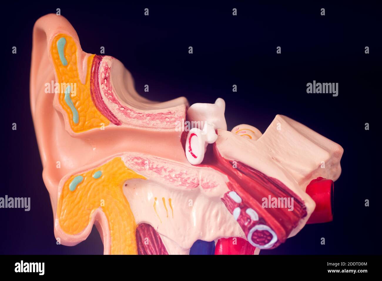 Hearing ear medical teaching model Stock Photo - Alamy