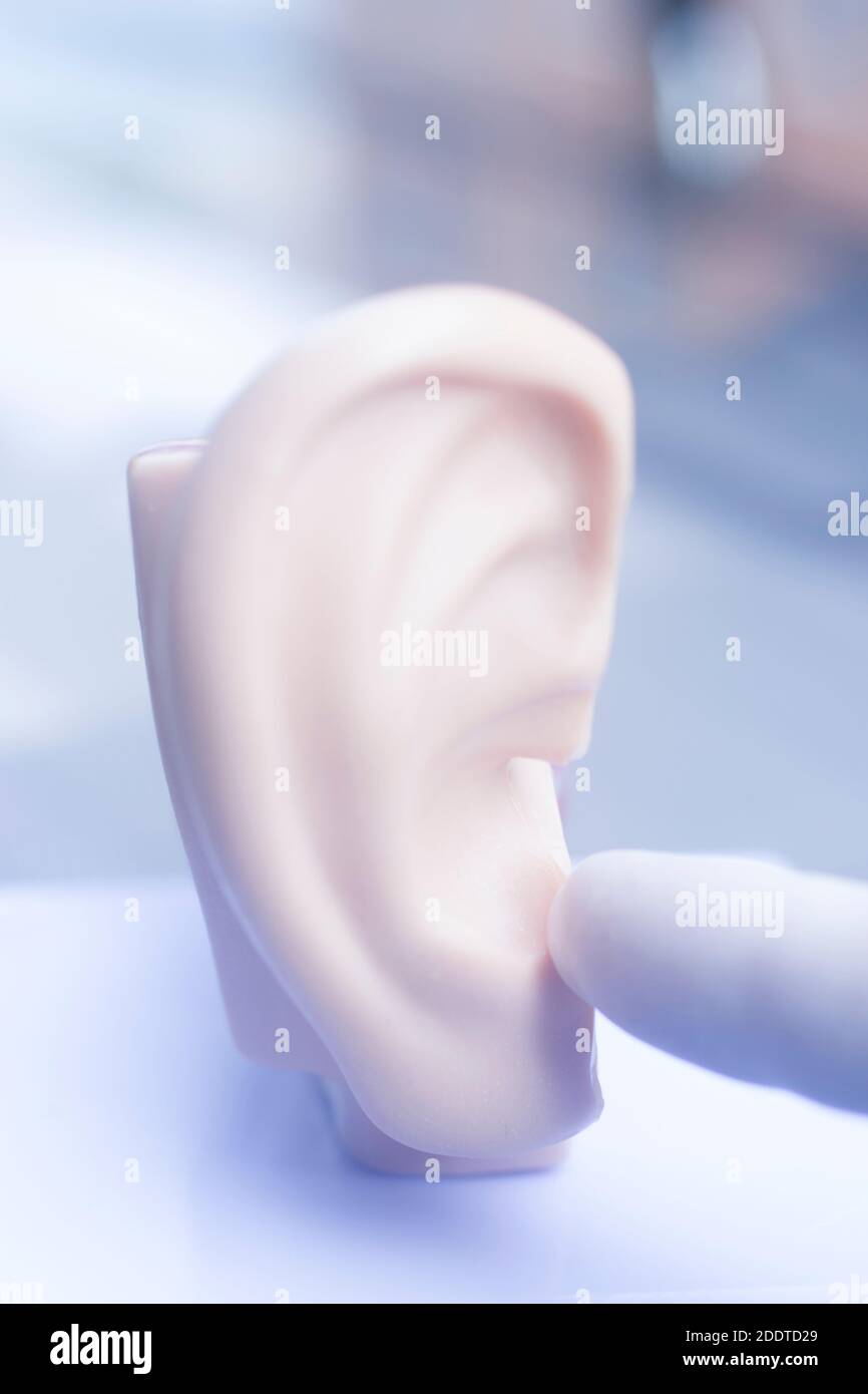 Hearing ear medical teaching model Stock Photo - Alamy