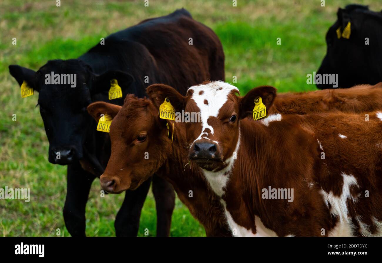 Three baby cows hi-res stock photography and images - Alamy