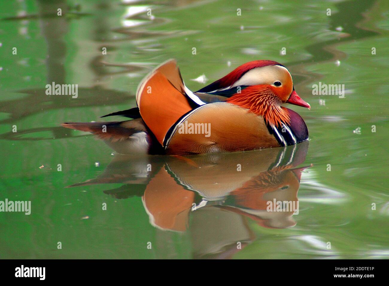 Mandarin duck swims in hi-res stock photography and images - Alamy