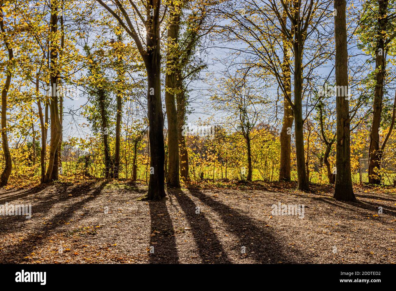 Autumn trees with sparse yellowish leaves with the sun between them ...
