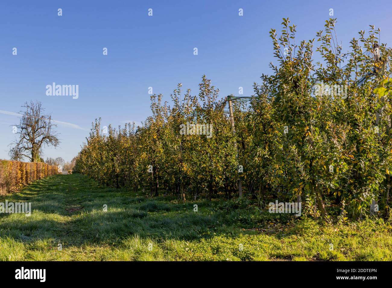 Path in the back of an apple orchard, apple trees with yellowish green ...