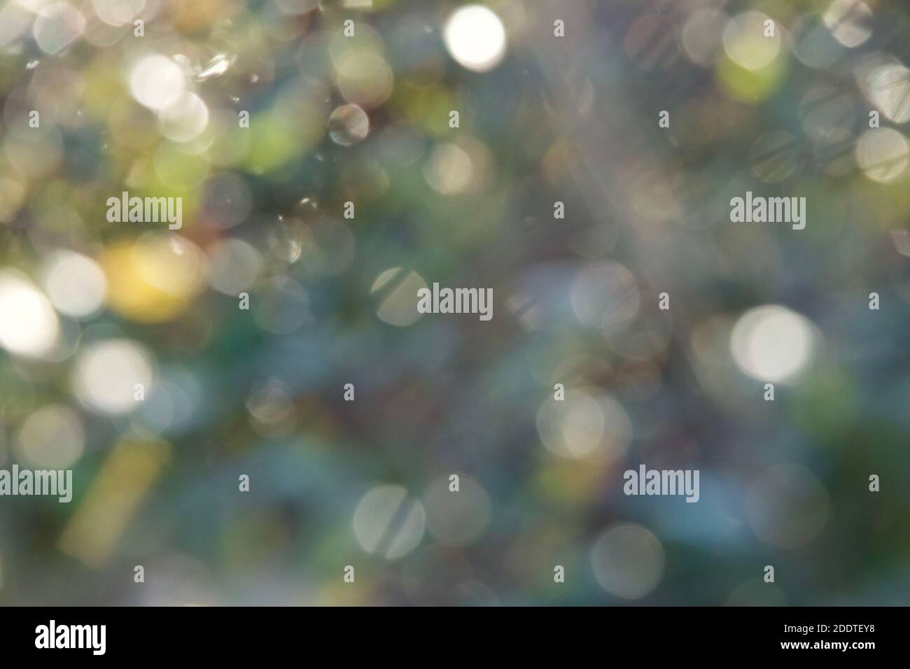 Bokeh sparkle from brambles covered in dew give a bright celebratory feel. No special filters or ...