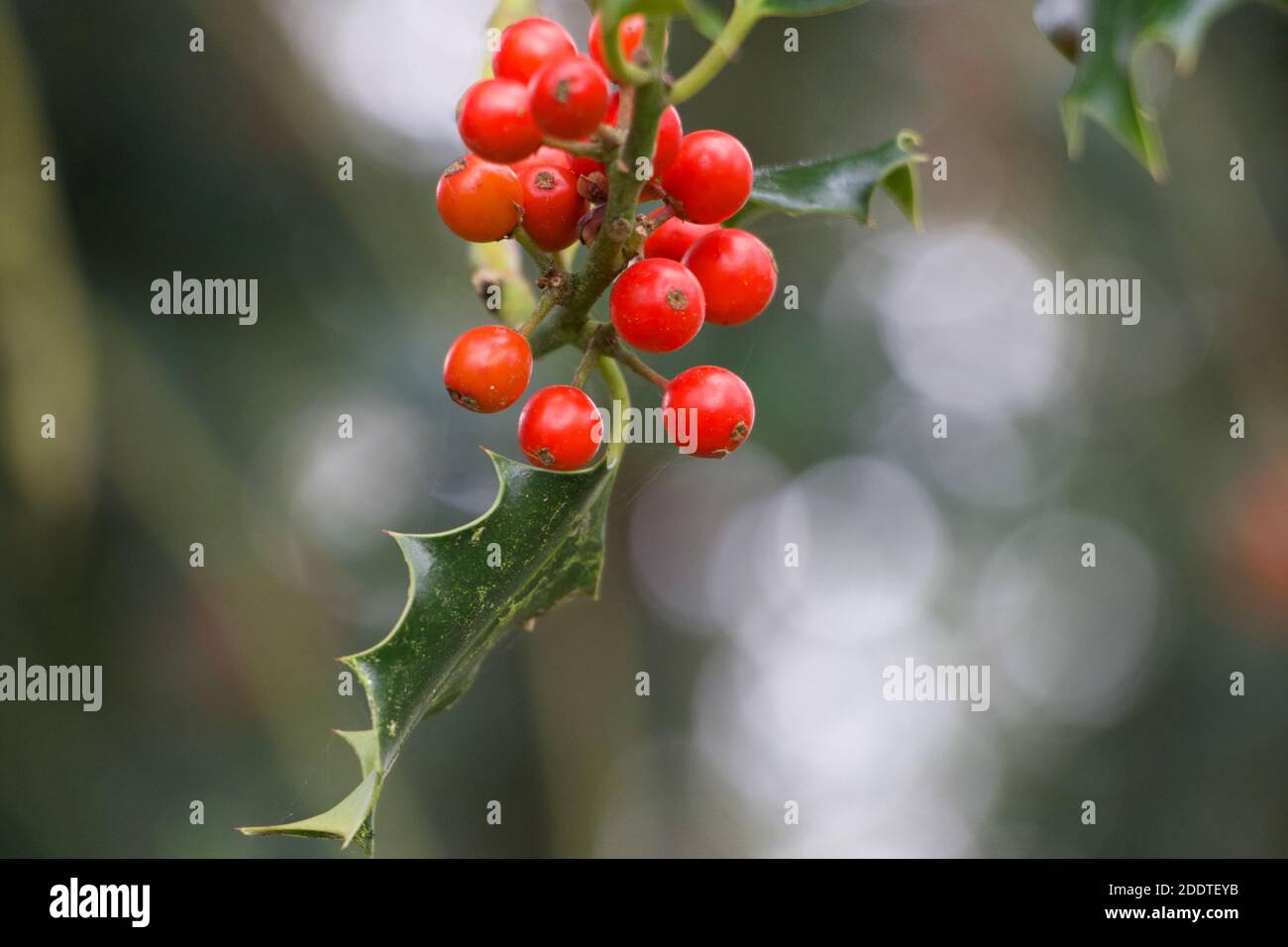 Beautiful sprig of holly with lots of red berries Stock Photo - Alamy