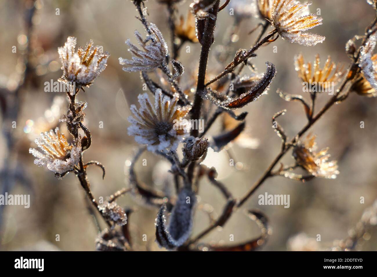 Frozen flowers hi-res stock photography and images - Alamy