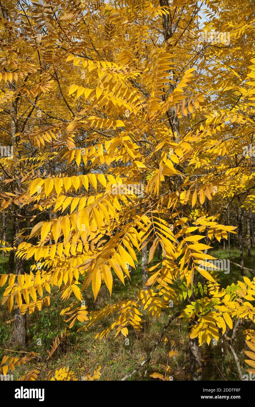 Black walnut tree hi-res stock photography and images - Alamy