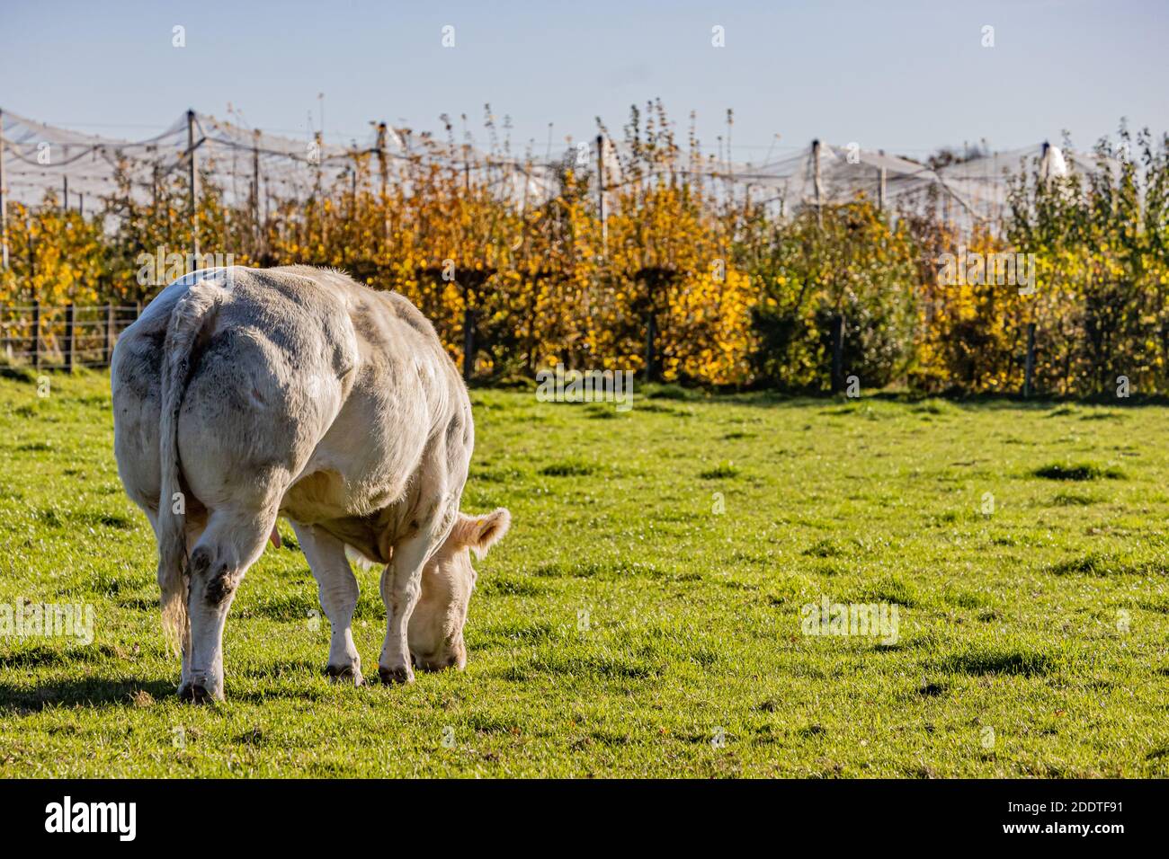 Rear view of a dairy cow with greyish white fur quietly grazing on ...