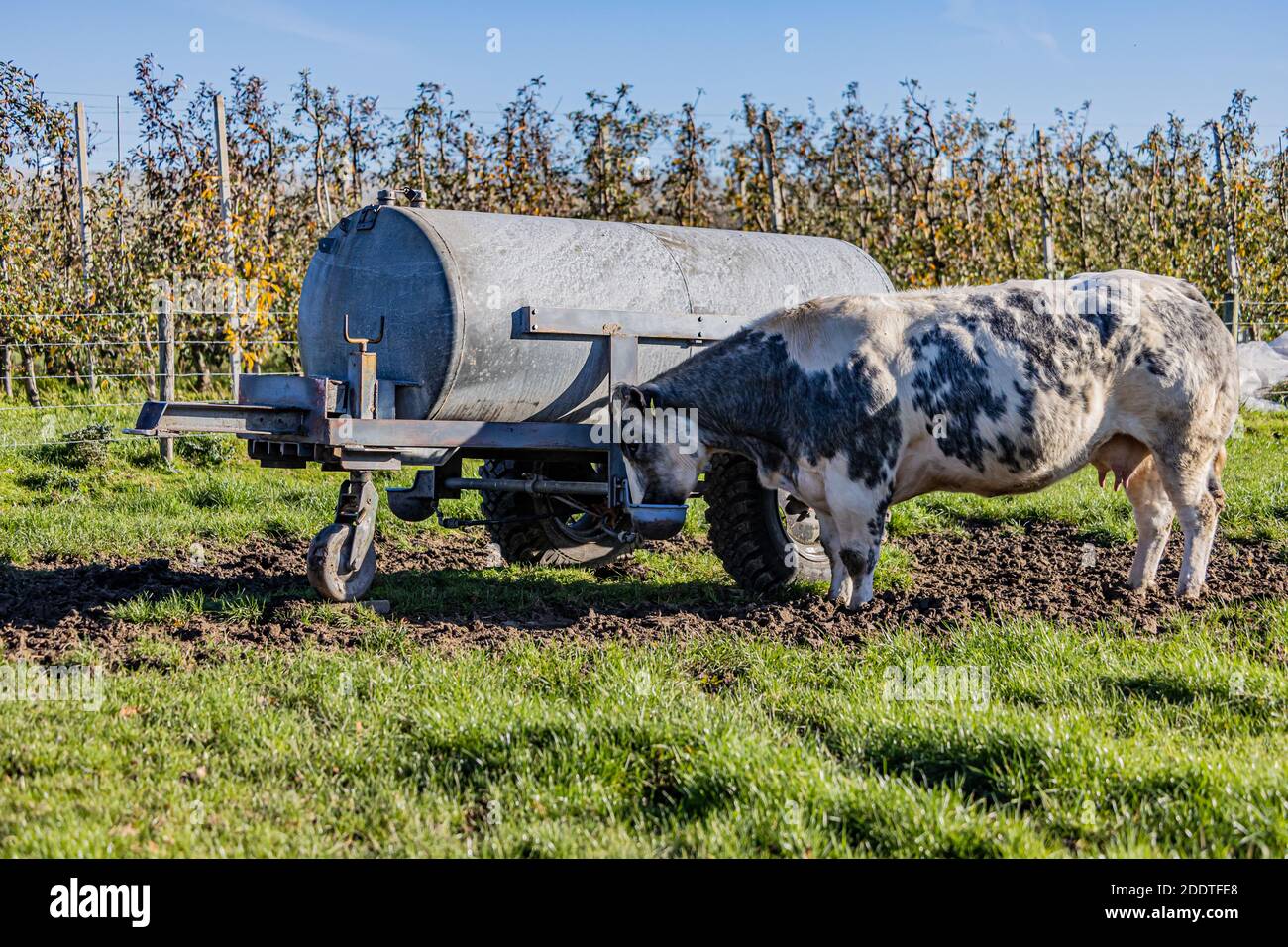 Agricultural farm with a water tank, a dairy cow drinking water ...