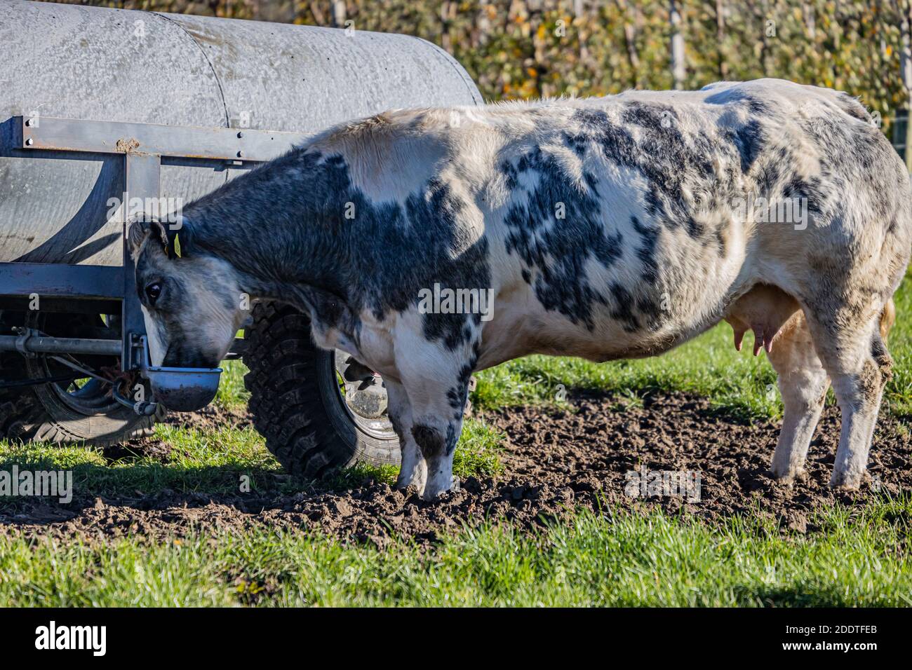 Dairy Cow Water