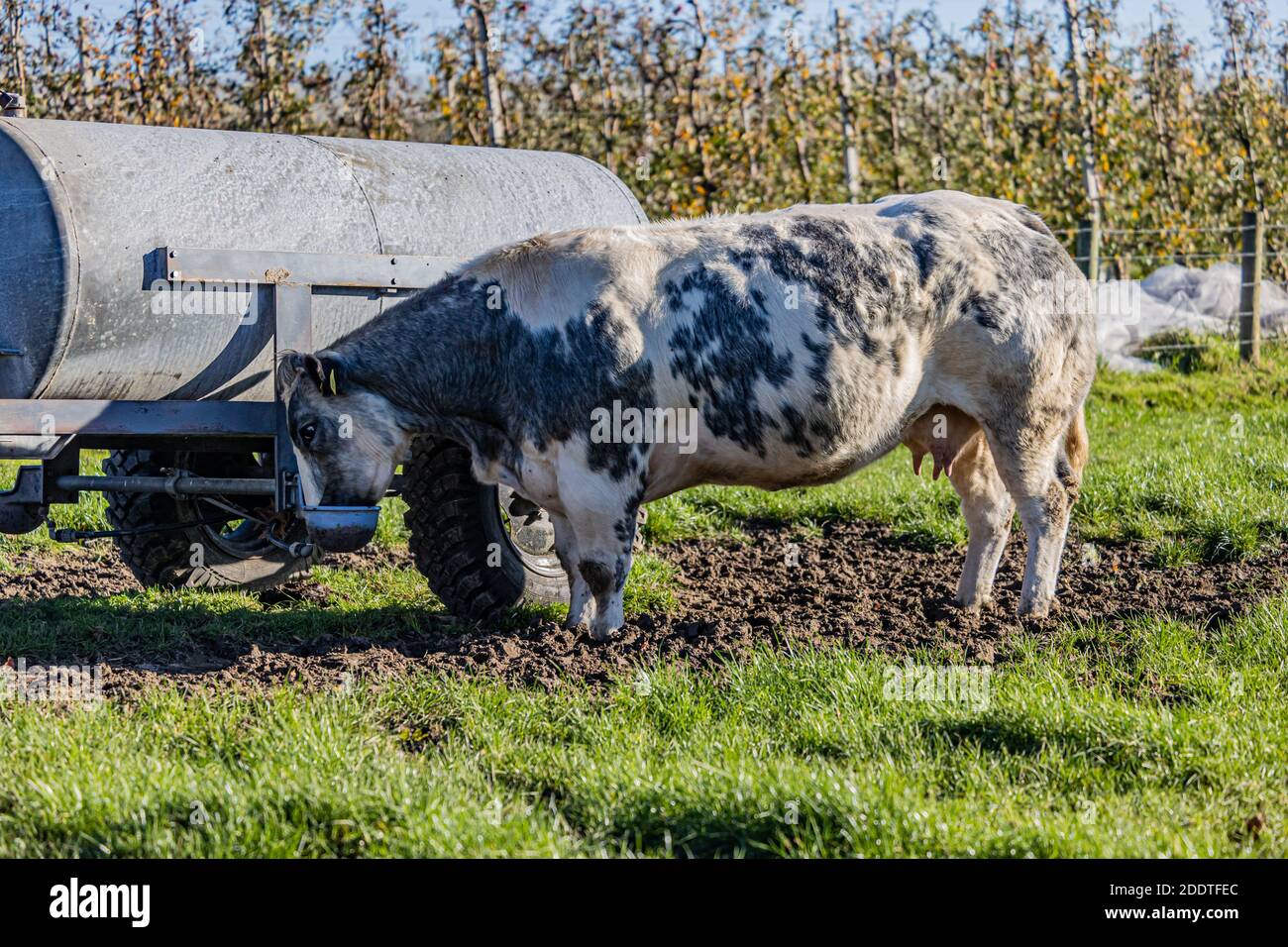 Dairy cow standing on wet mud among green grass drinking water from a ...