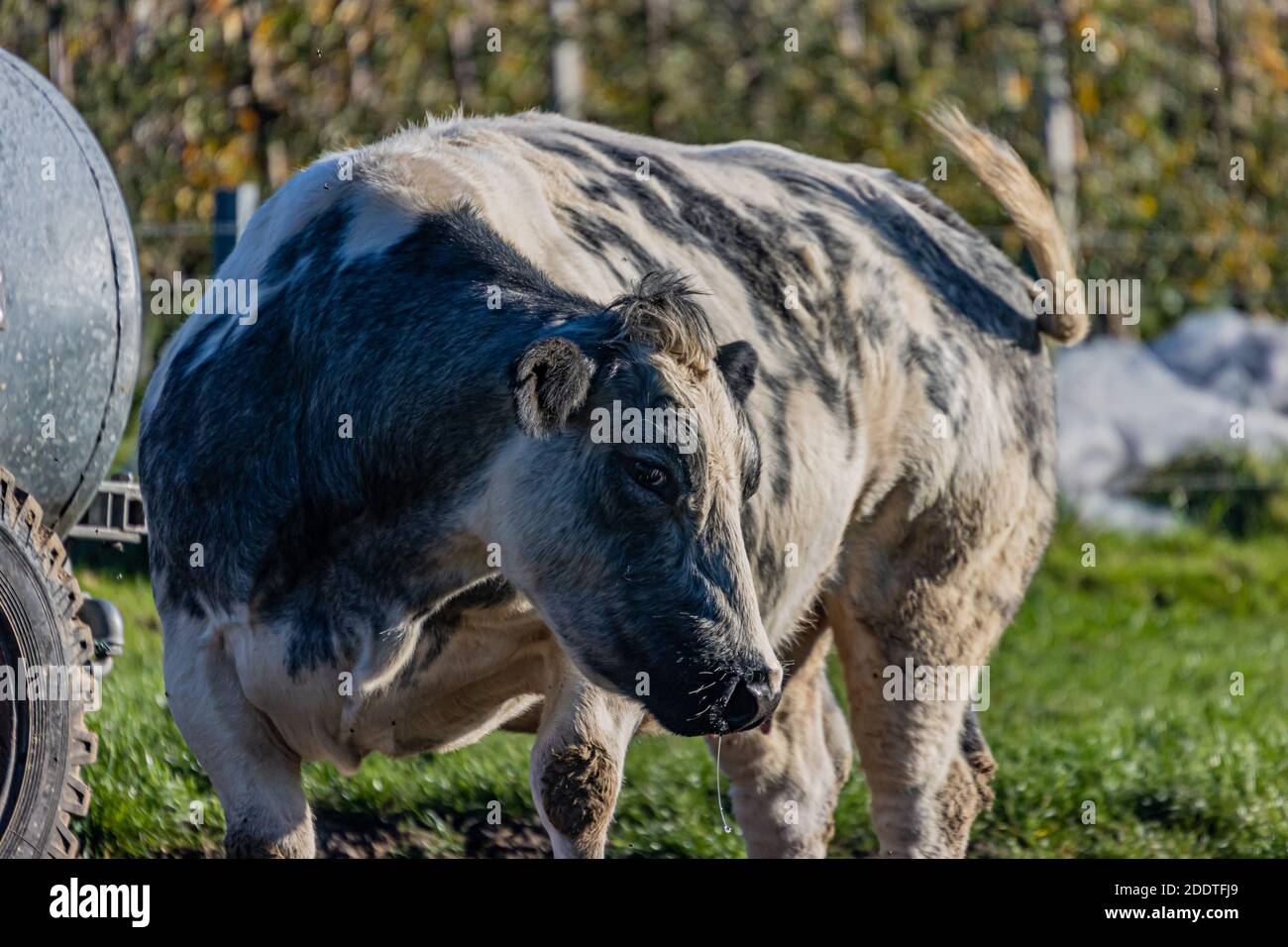 Close-up of a dairy cow with greyish-white fur and black spots with its ...