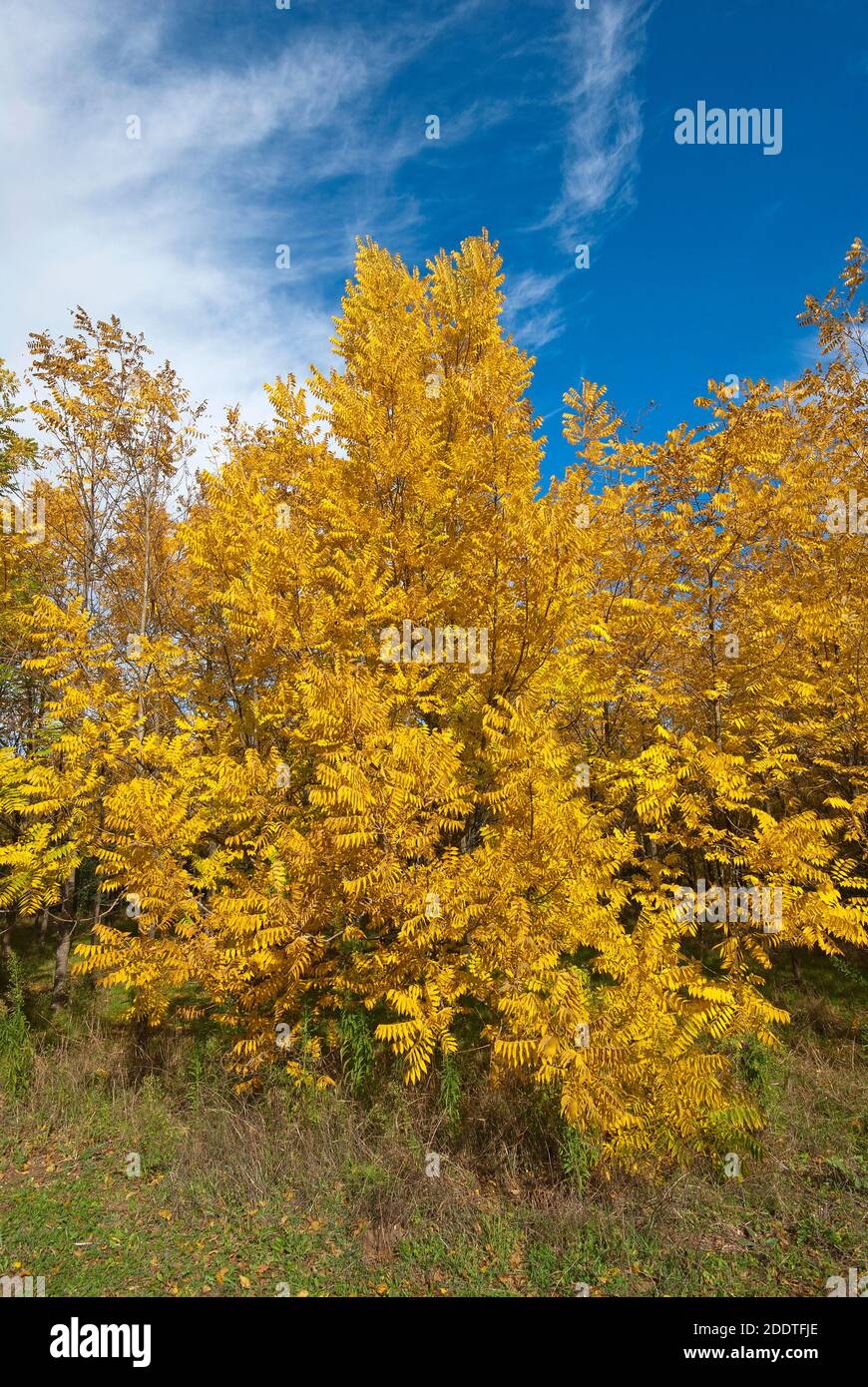 Black walnut tree hi-res stock photography and images - Alamy