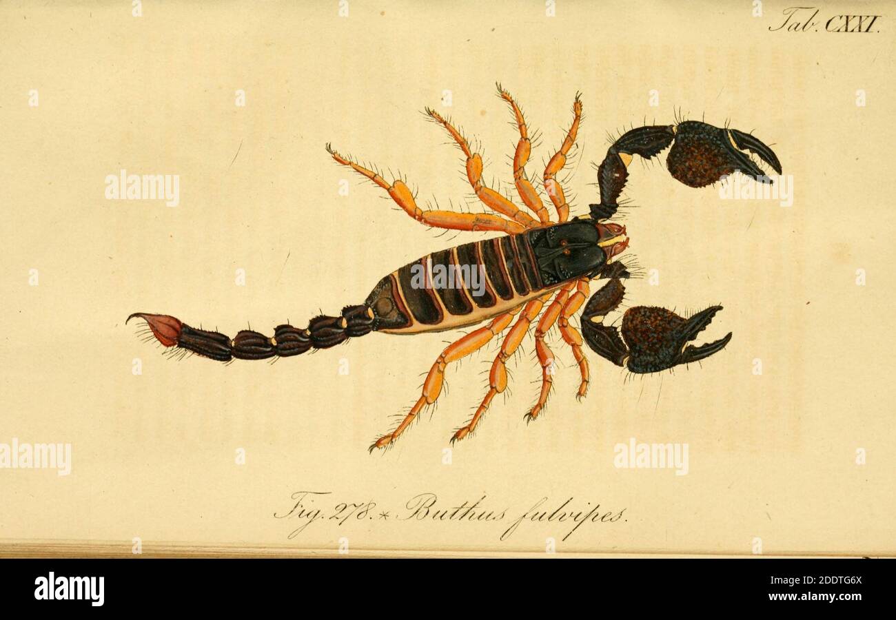 Arachniden hi-res stock photography and images - Alamy