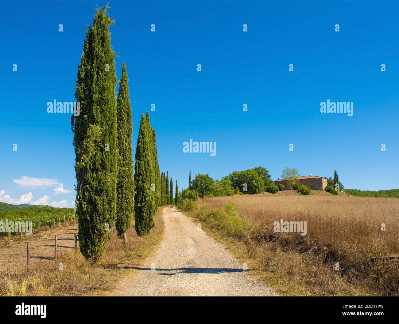 A country lane lined with poplar trees running through the green ...