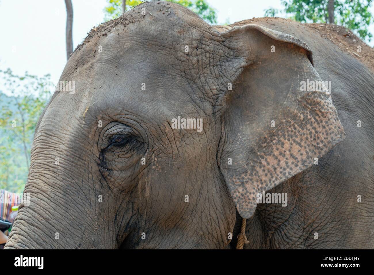 Big tree in jungle thailand hi-res stock photography and images - Alamy