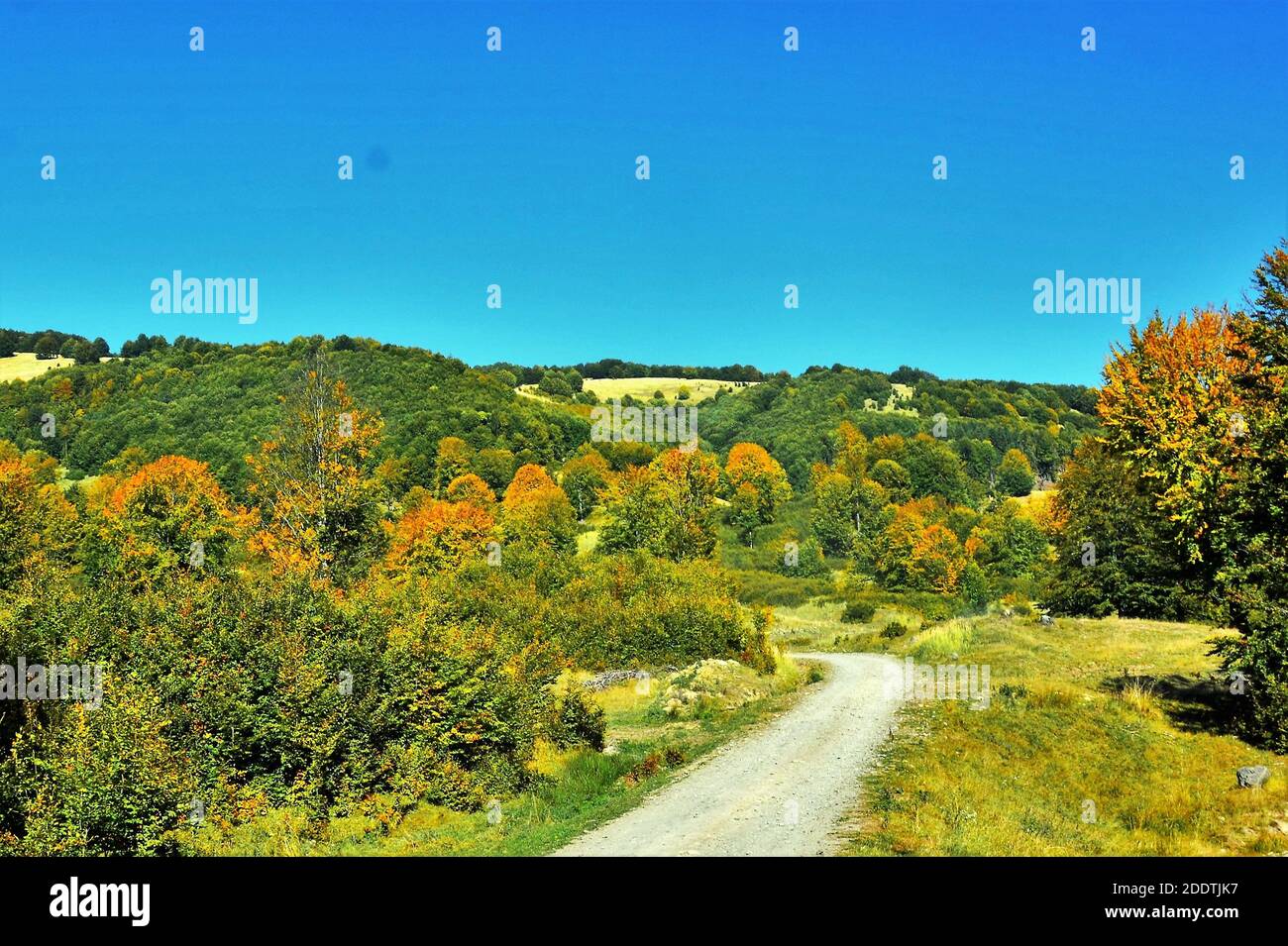 A mesmerizing view from a colorful forest Stock Photo - Alamy
