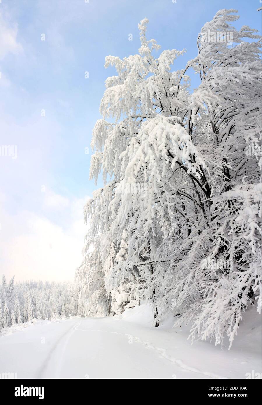 Snow-covered coniferous forest, scenic nature in winter Stock Photo - Alamy