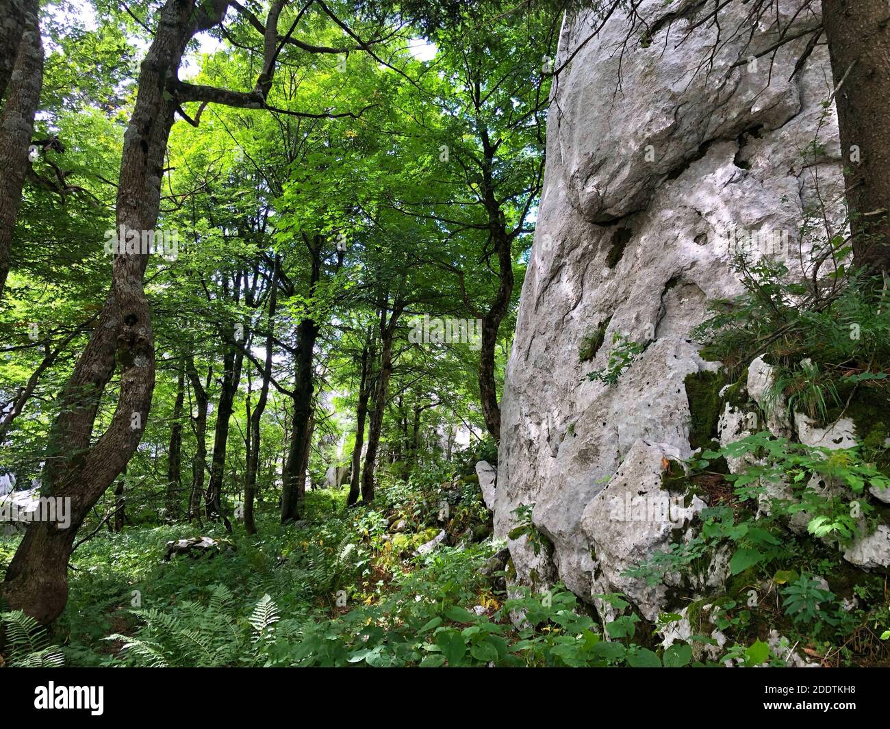 The green trees and rocks in a forest Stock Photo - Alamy