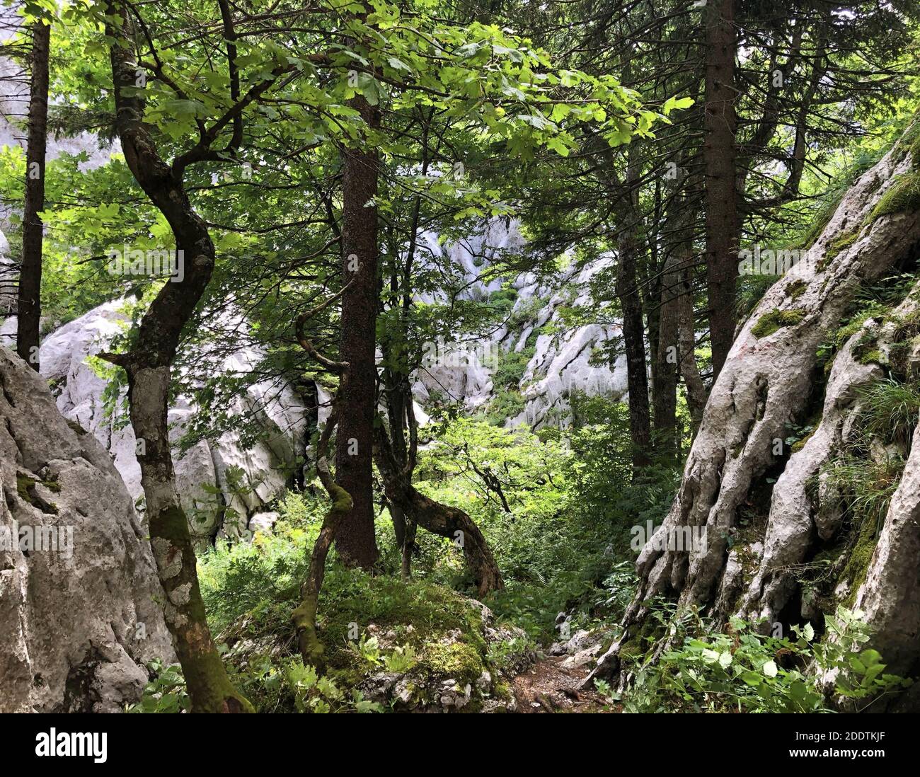 The green trees near rocks in a wild forest Stock Photo - Alamy