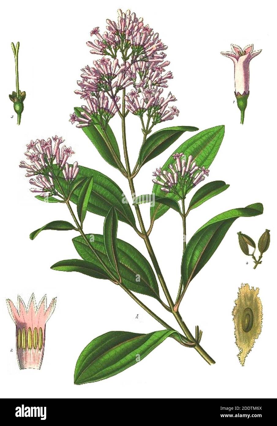 Koeh hi-res stock photography and images - Alamy