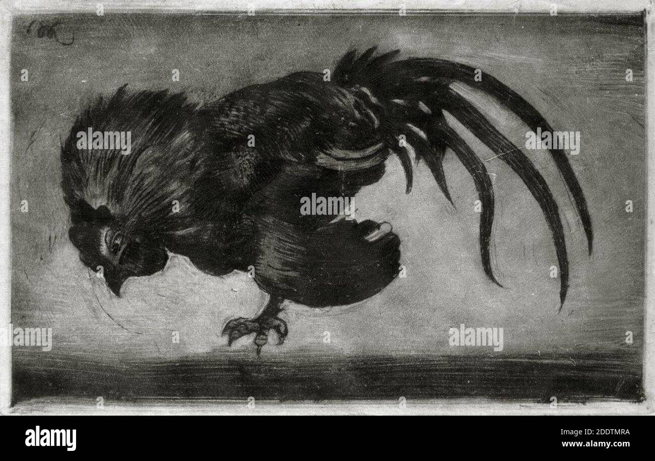 Kogut hi-res stock photography and images - Alamy