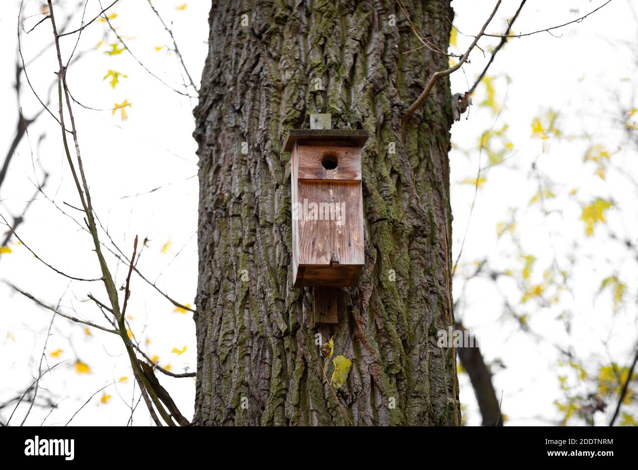 Bird house pine tree hi-res stock photography and images - Alamy