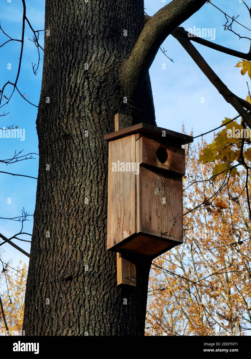 Birdhouse in pine tree hi-res stock photography and images - Alamy