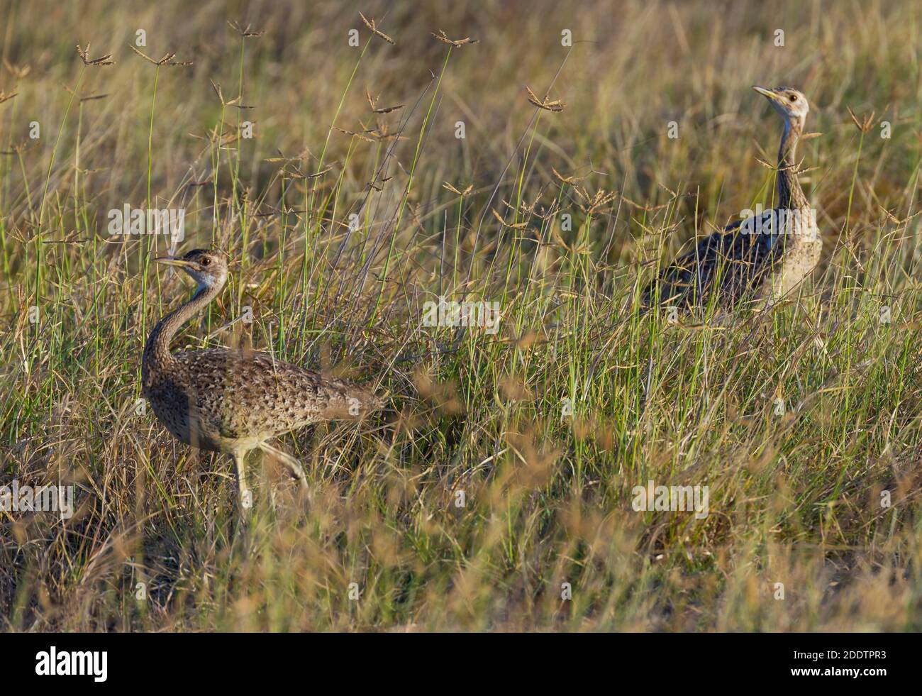 African birds bustard kenya hi-res stock photography and images - Alamy