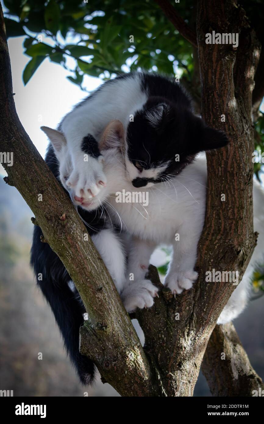 Two kittens play up a tree Stock Photo - Alamy