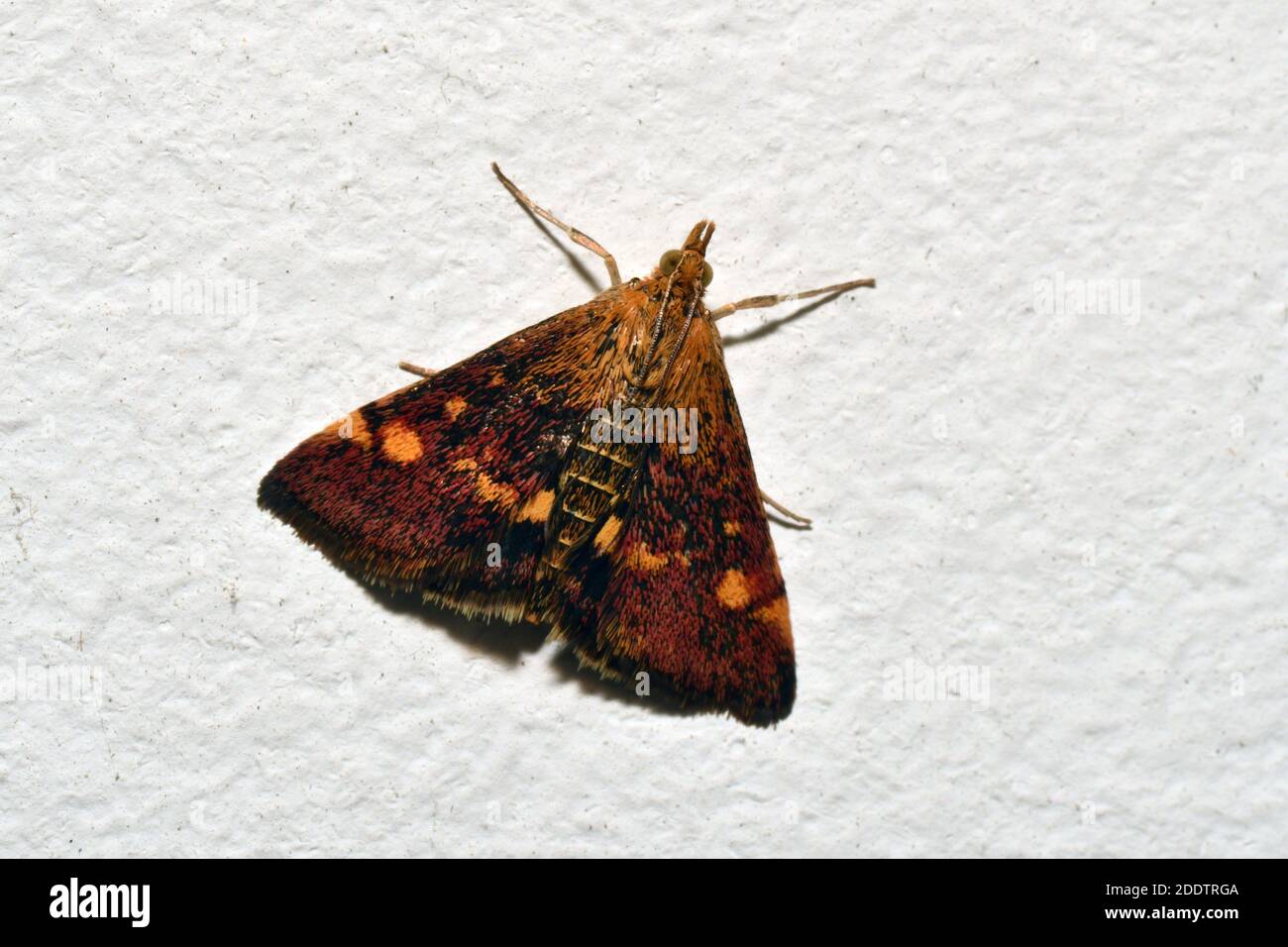 Pyrausta moth hi-res stock photography and images - Alamy