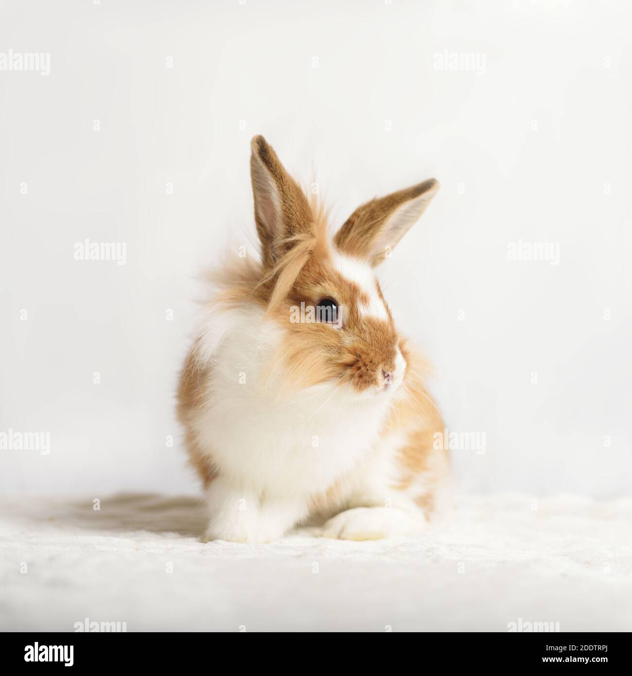 Adorable little red rabbit on a white background Stock Photo - Alamy