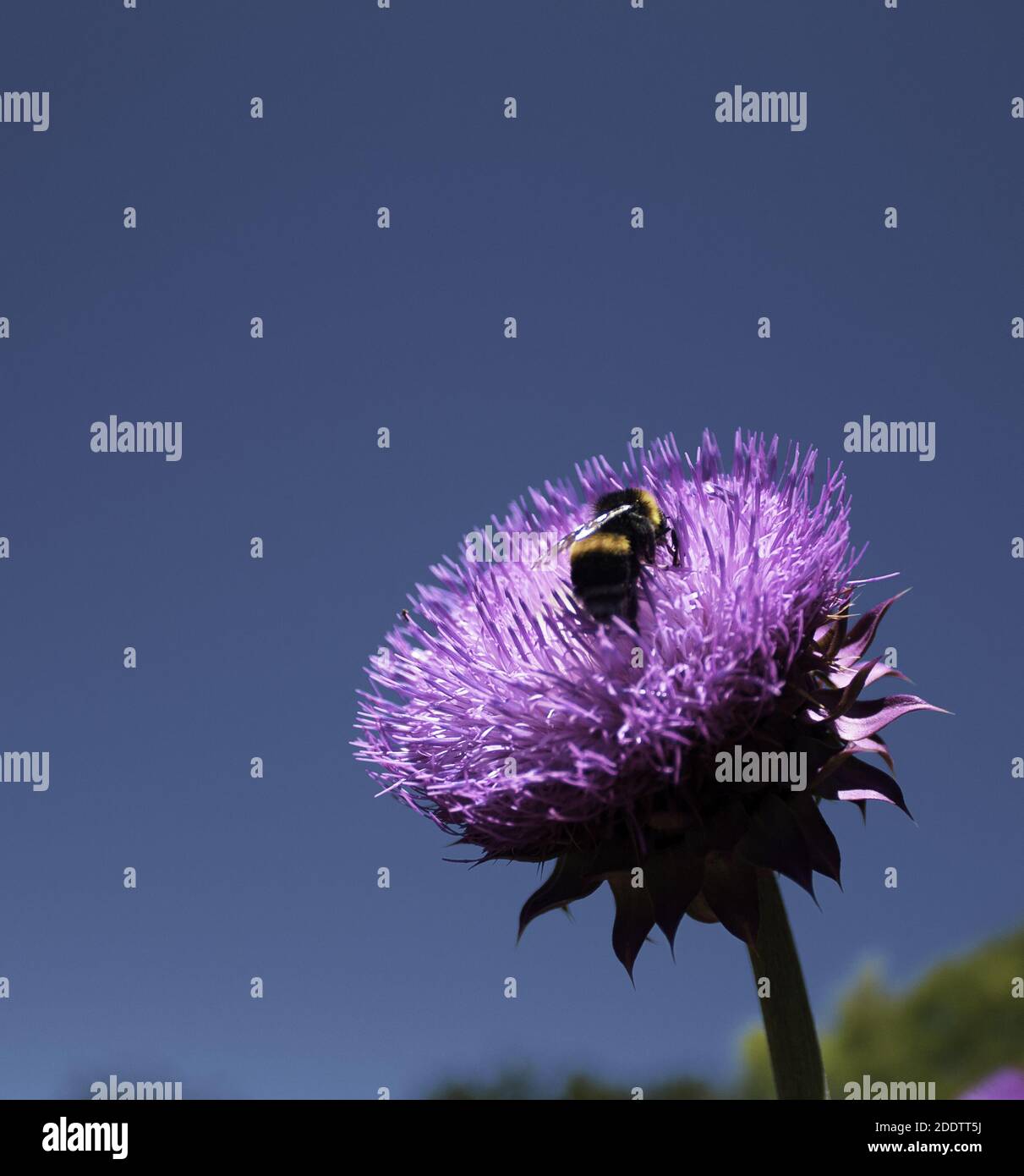 A macro shot of a bee on a milk thistle flower Stock Photo - Alamy