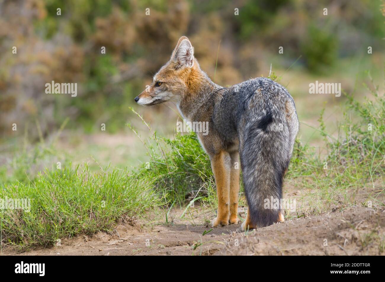South American Gray Fox, Lycalopex gymnocercus, Peninsula Valdes ...
